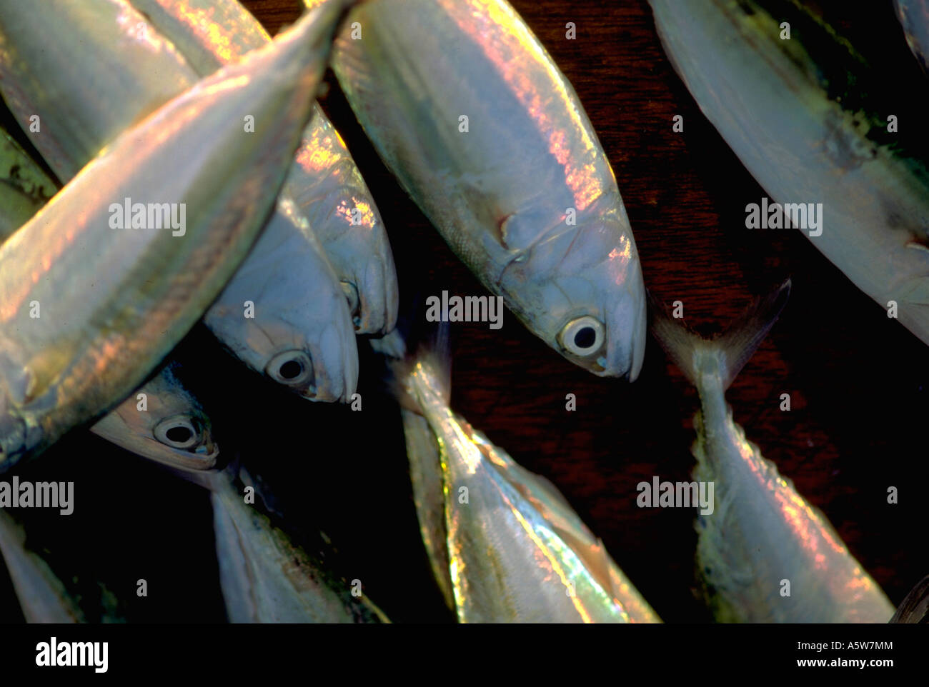 Zamboanga Philippines High Resolution Stock Photography and Images - Alamy