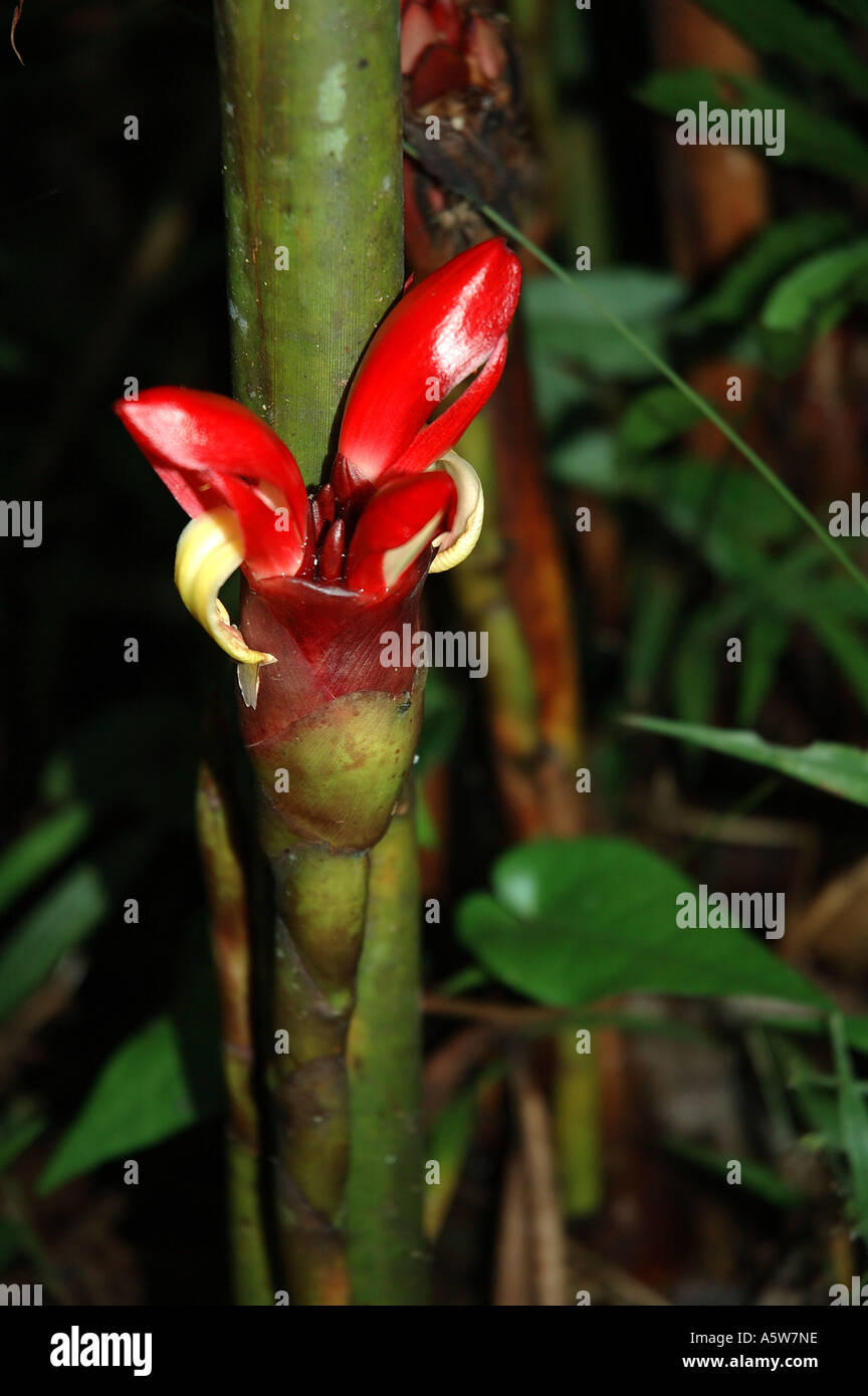 African ginger species hi-res stock photography and images - Alamy