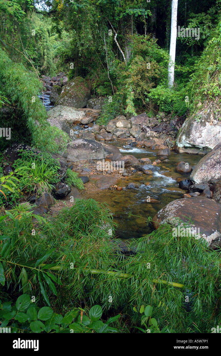 African Bamboo Trees High Resolution Stock Photography and Images - Alamy