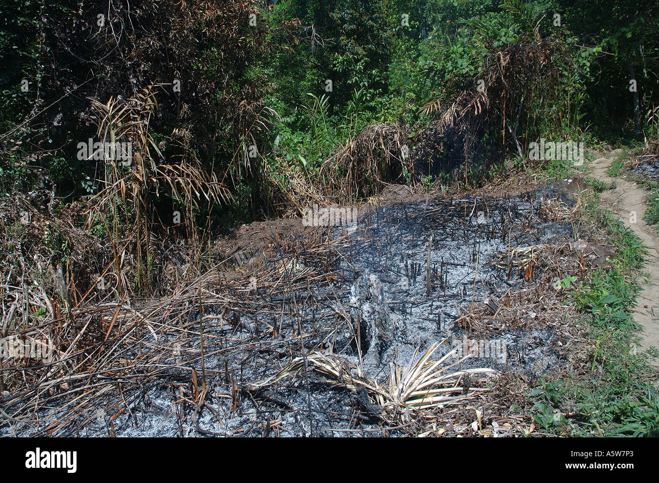 Clearing Land Africa High Resolution Stock Photography and Images - Alamy