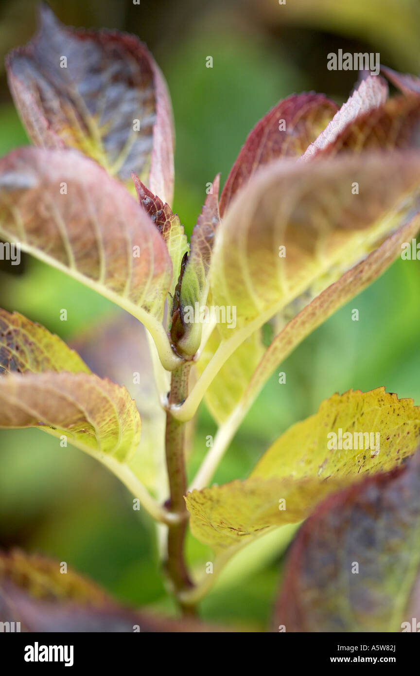 A macrophylla hi-res stock photography and images - Alamy
