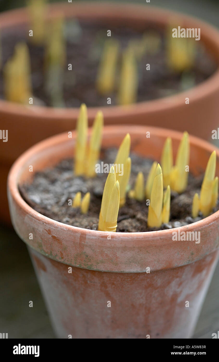 Crocus corm hi-res stock photography and images - Alamy