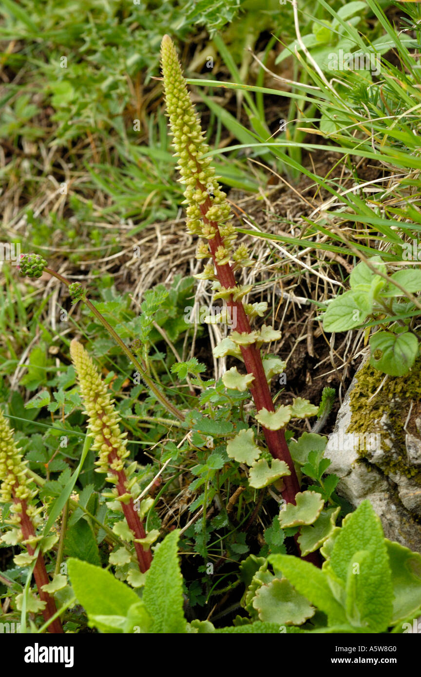 Navel wort hi-res stock photography and images - Alamy