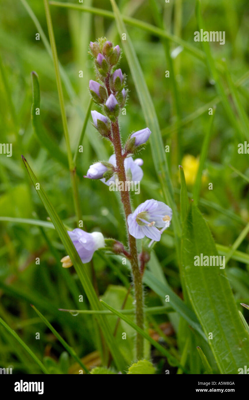 Heath speedwell veronica officinalis scrophulariaceae hi-res stock ...