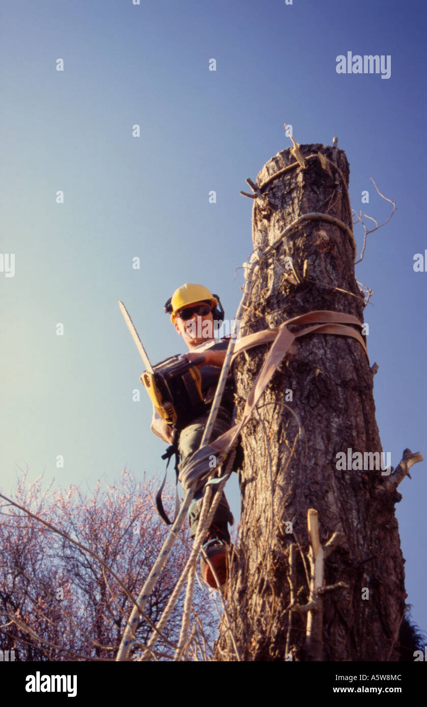 Tree surgeon chopping down tree hi-res stock photography and images - Alamy