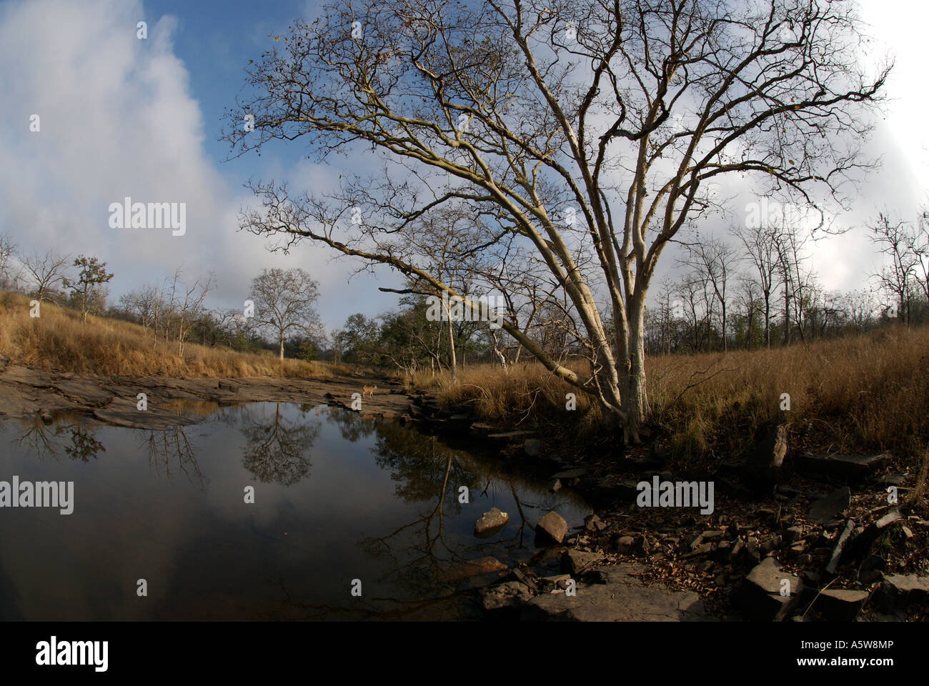 Panna National Park Madhya Pradesh India 0207 Stock Photo - Alamy