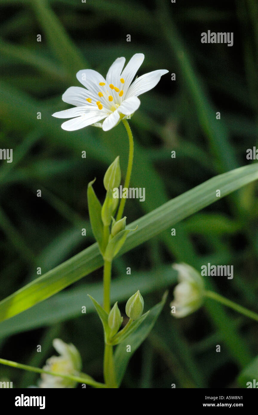 Greater stitchwort hi-res stock photography and images - Alamy