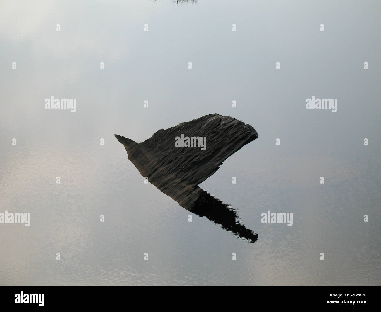 Looks like bird hi-res stock photography and images - Alamy