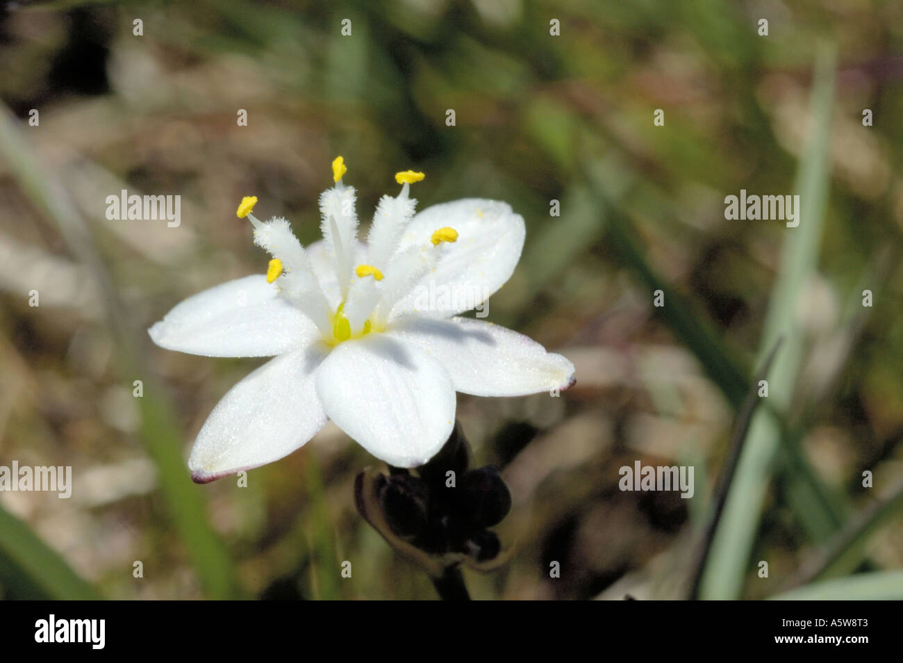 Kerry lily hi-res stock photography and images - Alamy