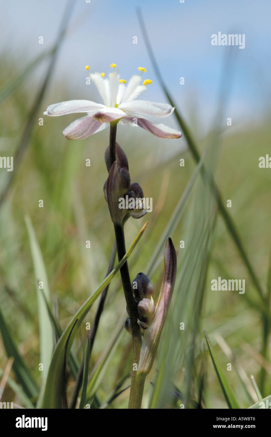 Kerry Lily, Simethis mattiazzii Stock Photo - Alamy