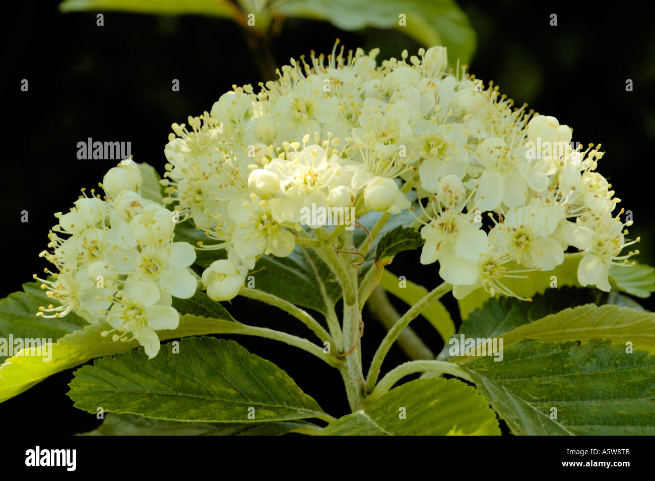 Common Whitebeam, Sorbus aria Stock Photo - Alamy
