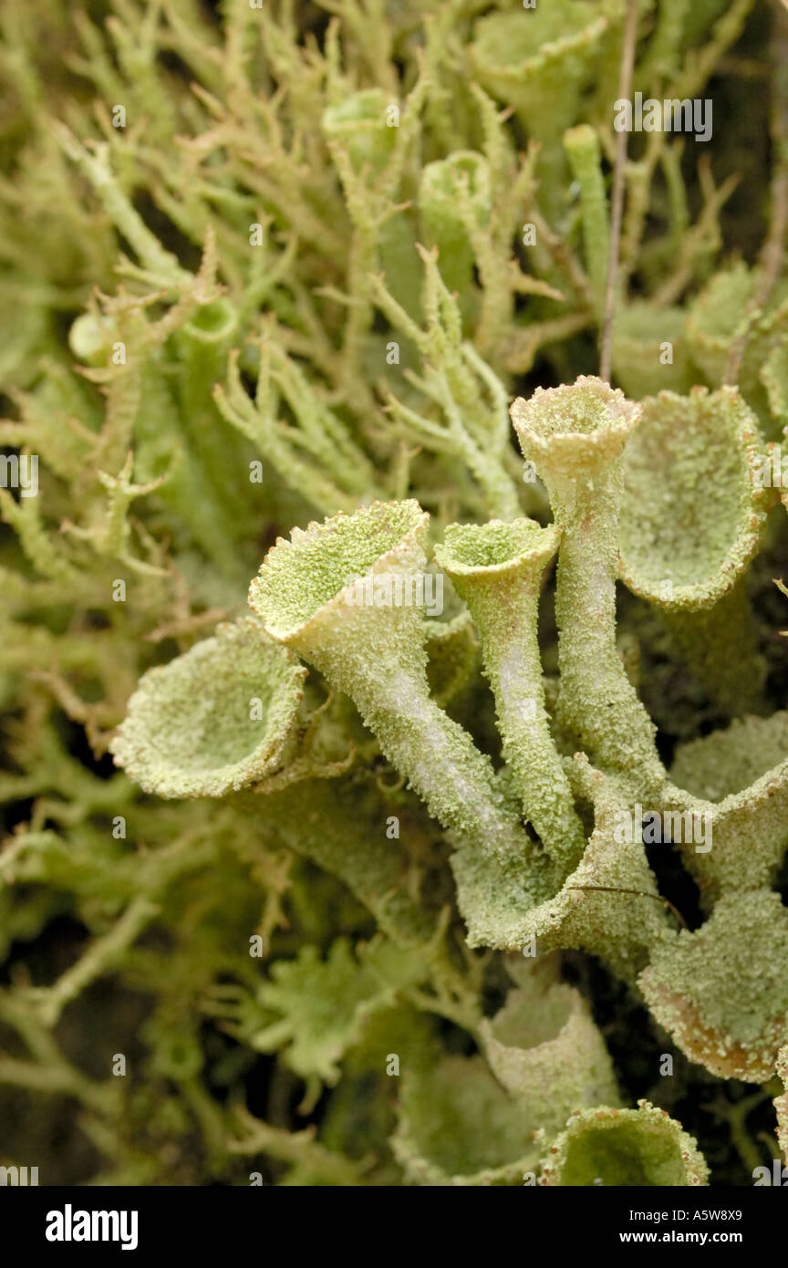 Strange lichen hi-res stock photography and images - Alamy