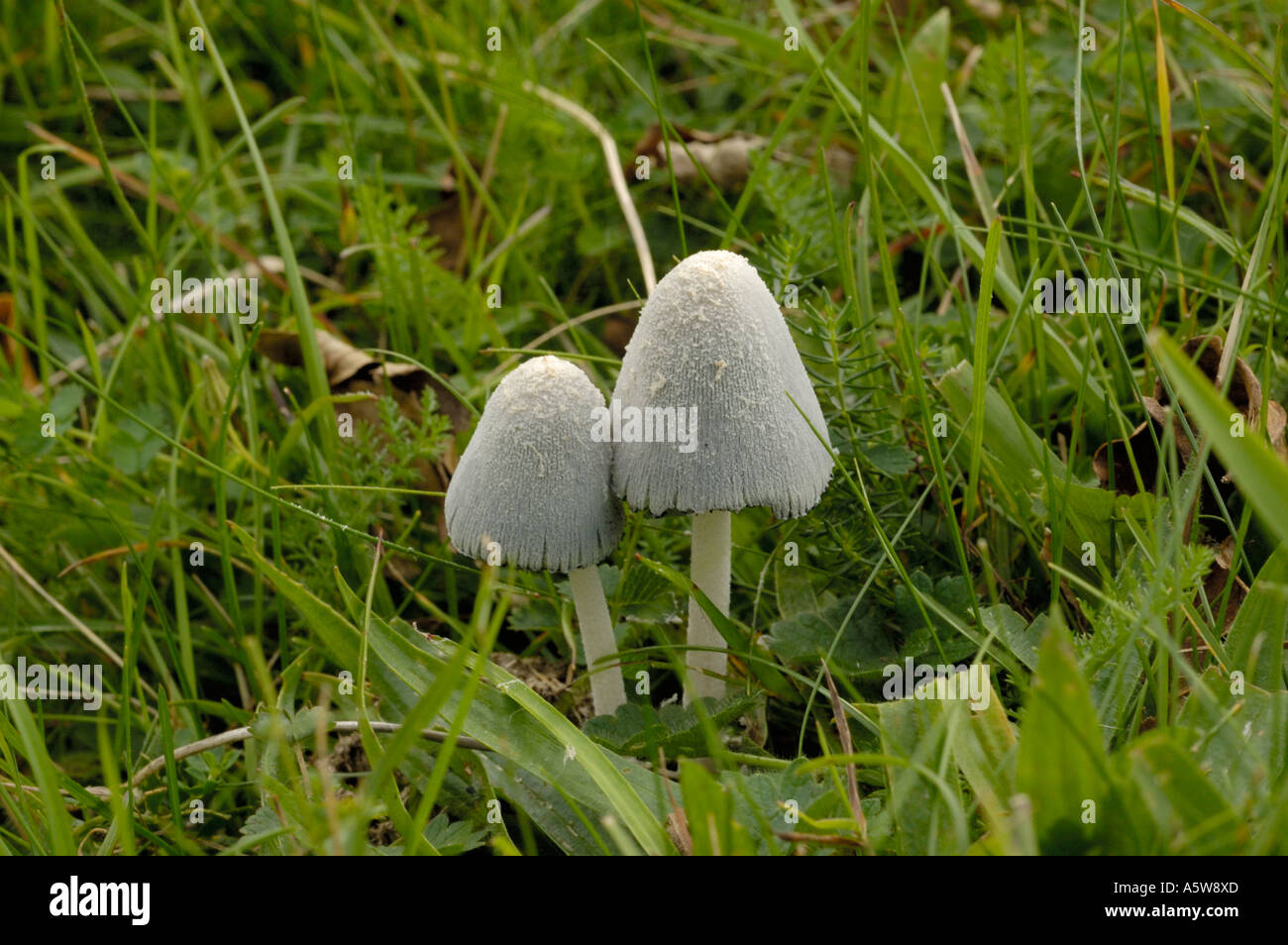 Inkcap fungus, Coprinus niveus Stock Photo - Alamy