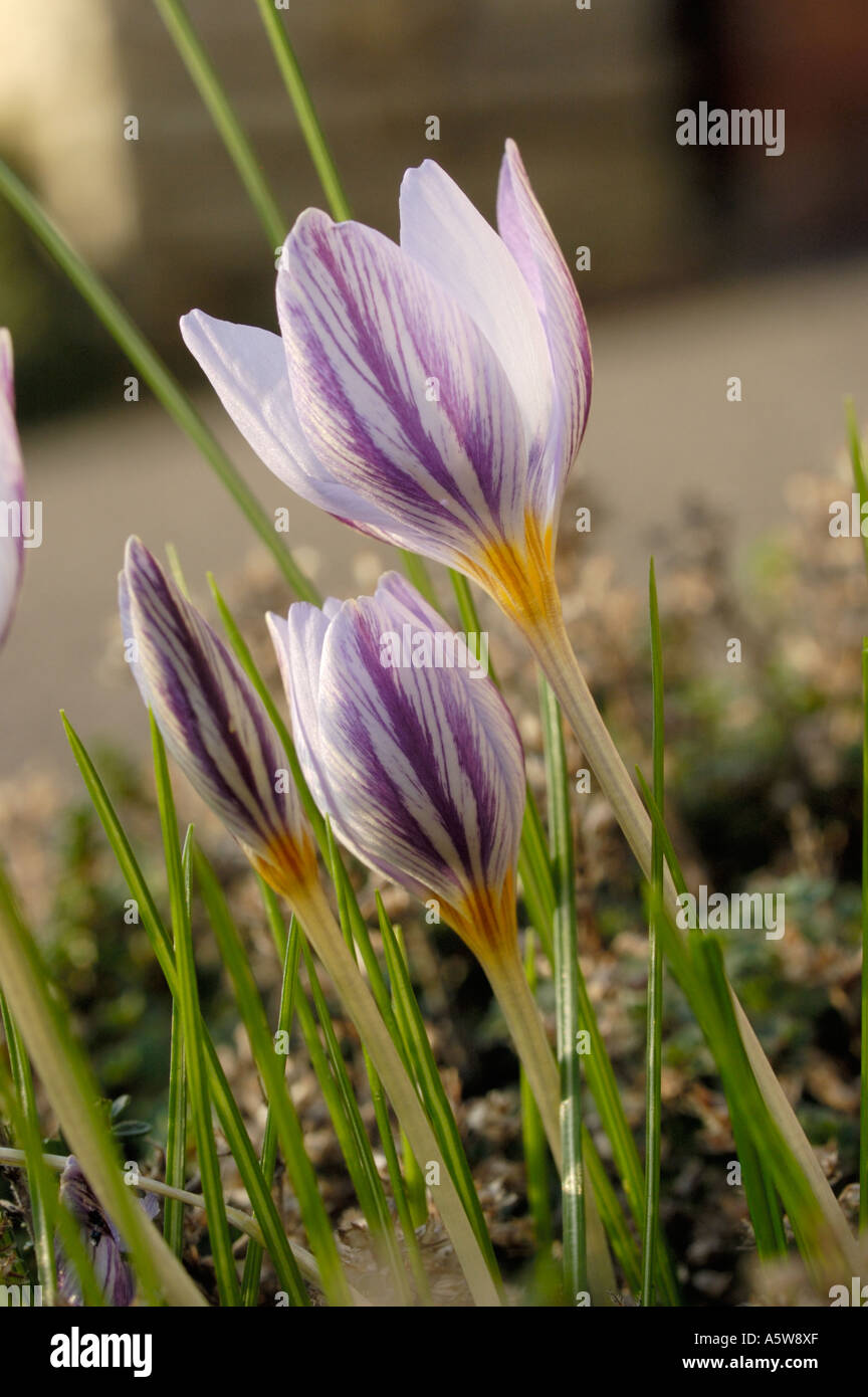 Crocus crocus laevigatus hi-res stock photography and images - Alamy