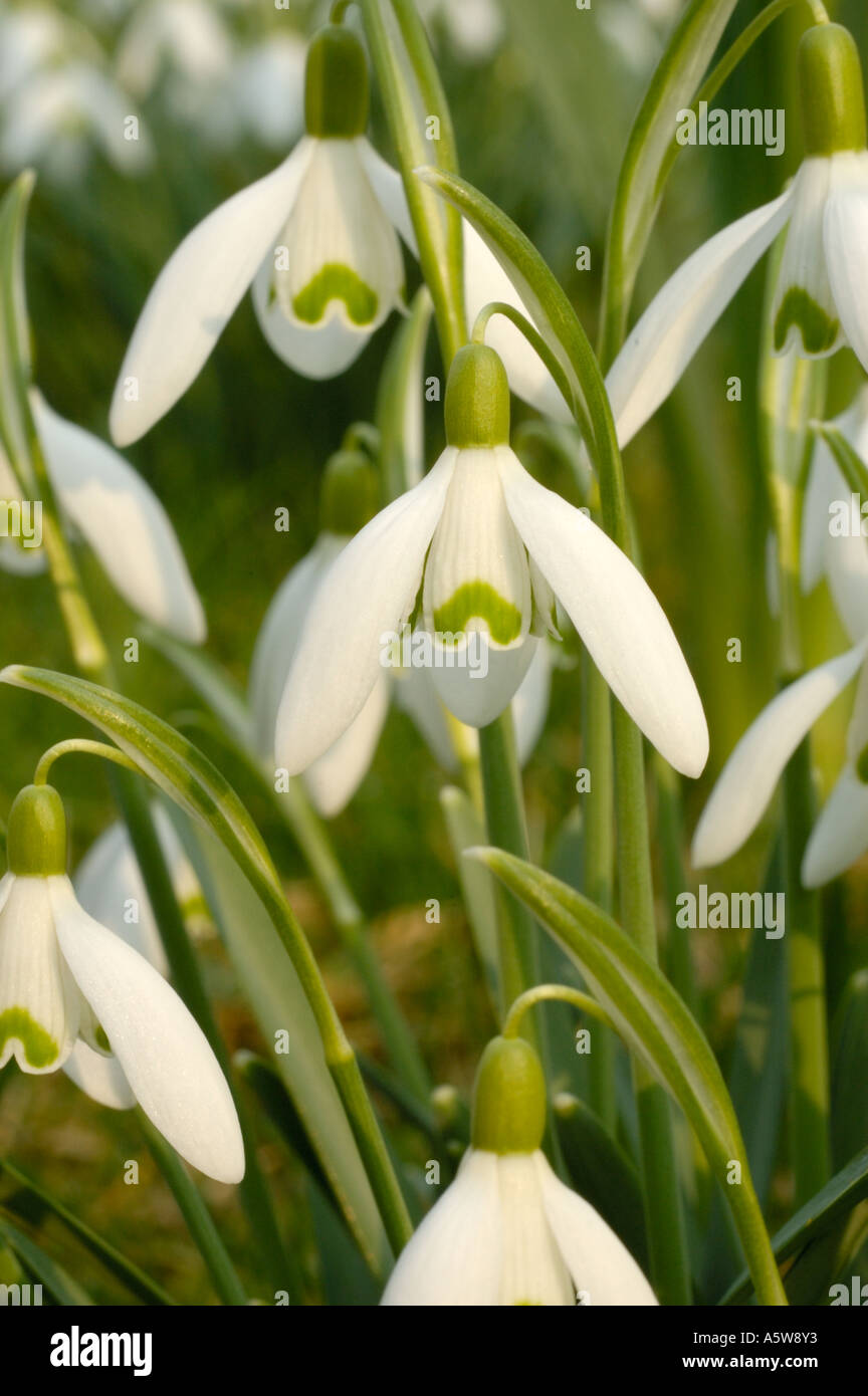 Snow drop lily hi-res stock photography and images - Alamy