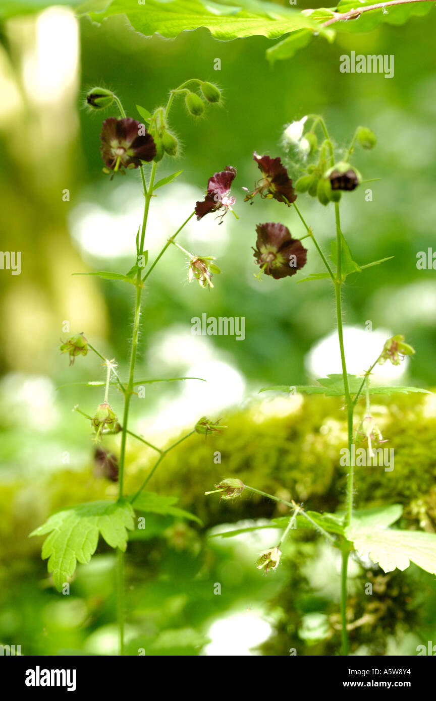 Dusky Crane's-bill, Geranium phaeum Stock Photo - Alamy