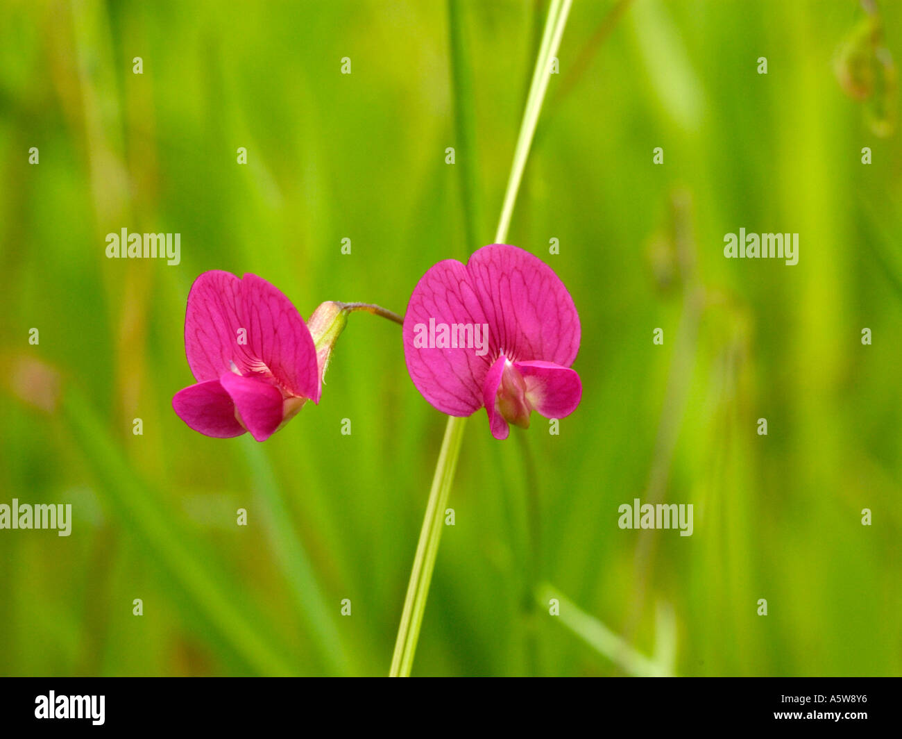 Grass Vetchling, Lathyrus nissolia Stock Photo - Alamy