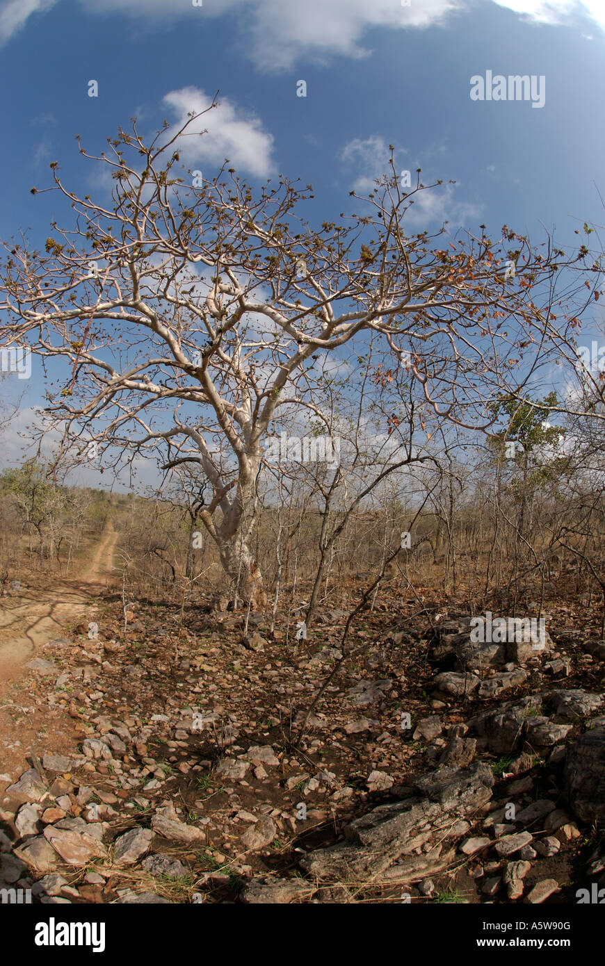 Panna National Park Madhya Pradesh India In the dry season most trees ...