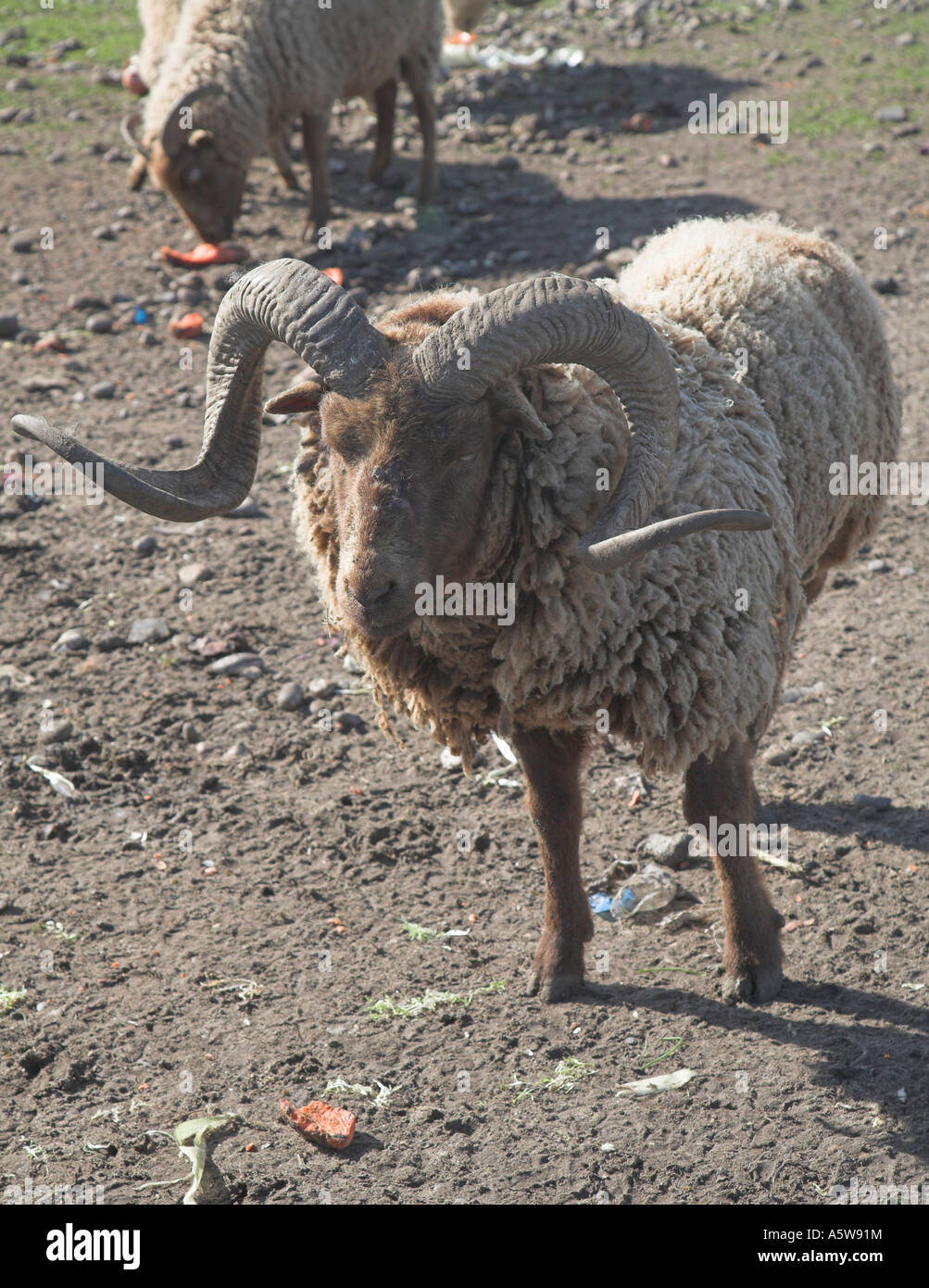 Curly horned sheep Stock Photo - Alamy