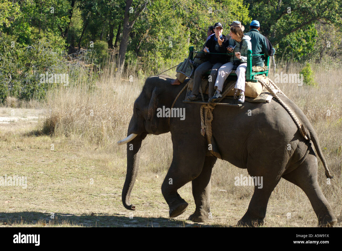 working elephants are used to view tigers in many of India s national ...