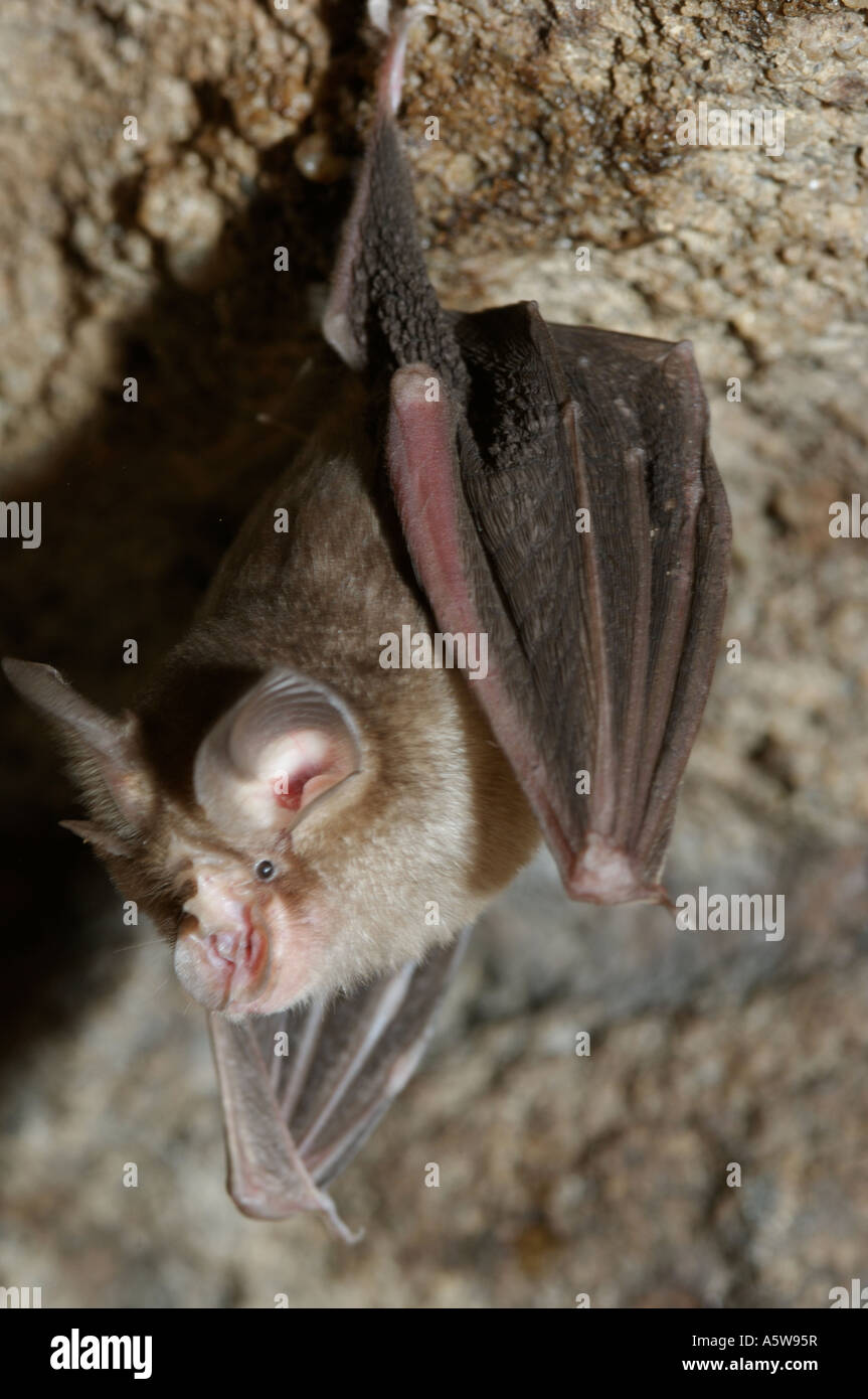 Rhinolophus lepidus hi-res stock photography and images - Alamy