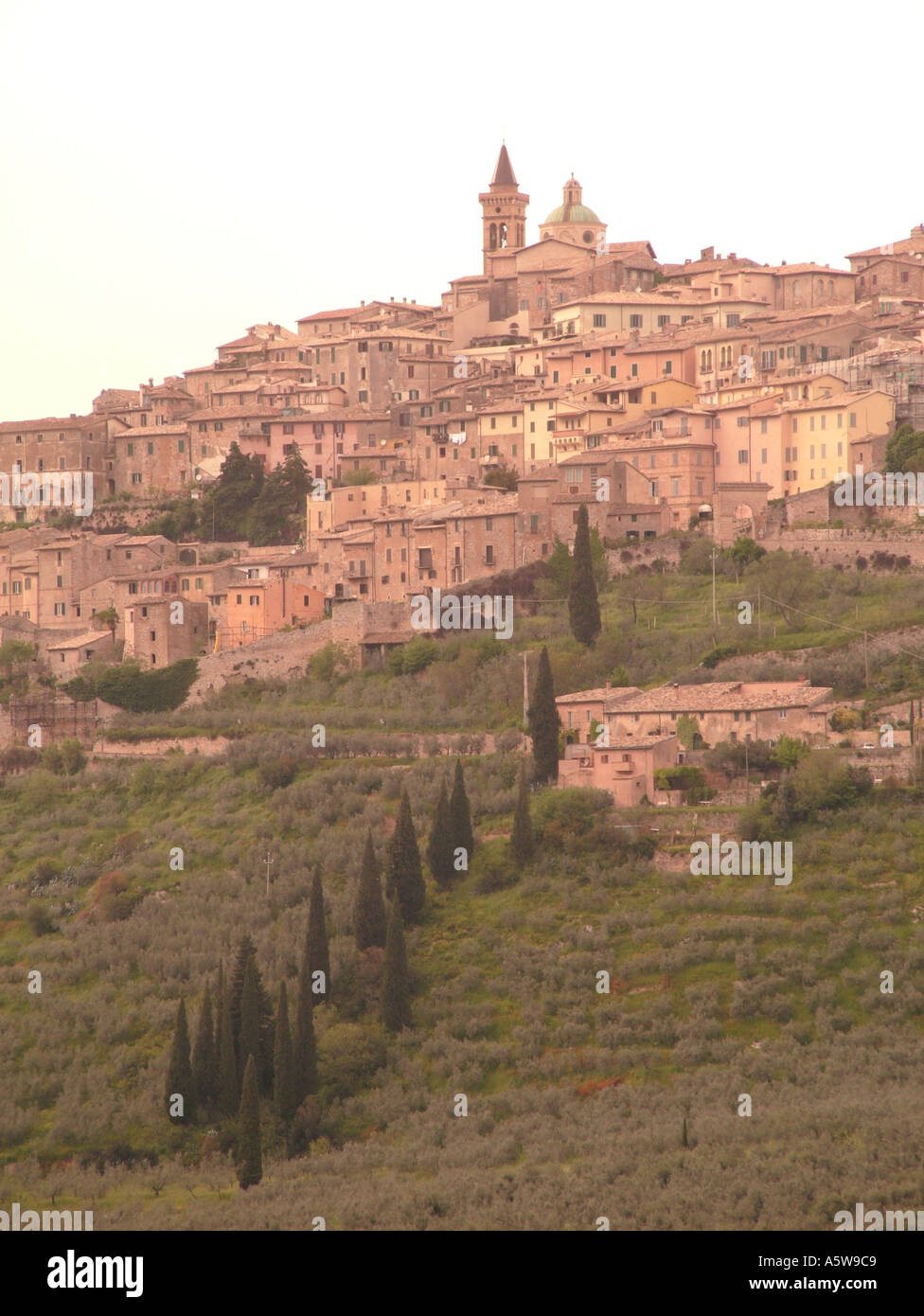 Trevi umbria olives hi-res stock photography and images - Alamy