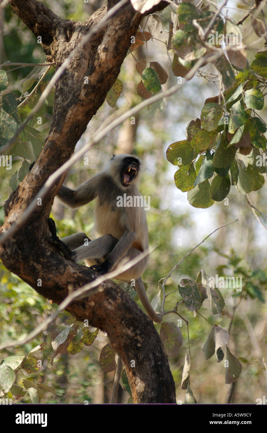 Common langur monkey alerts the rest of the forest to tiger's presence ...