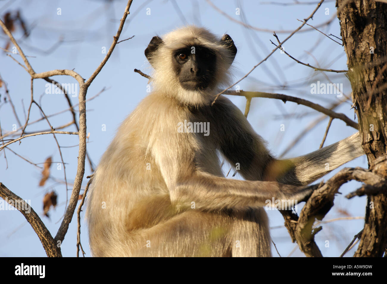 Common langur monkey alerts the rest of the forest to tiger's presence ...