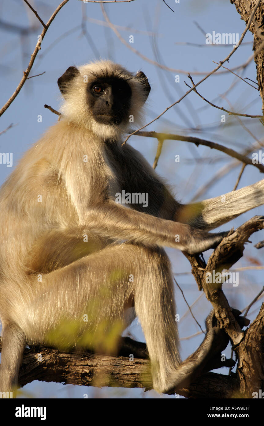 Common langur monkey alerts the rest of the forest to the tiger s ...