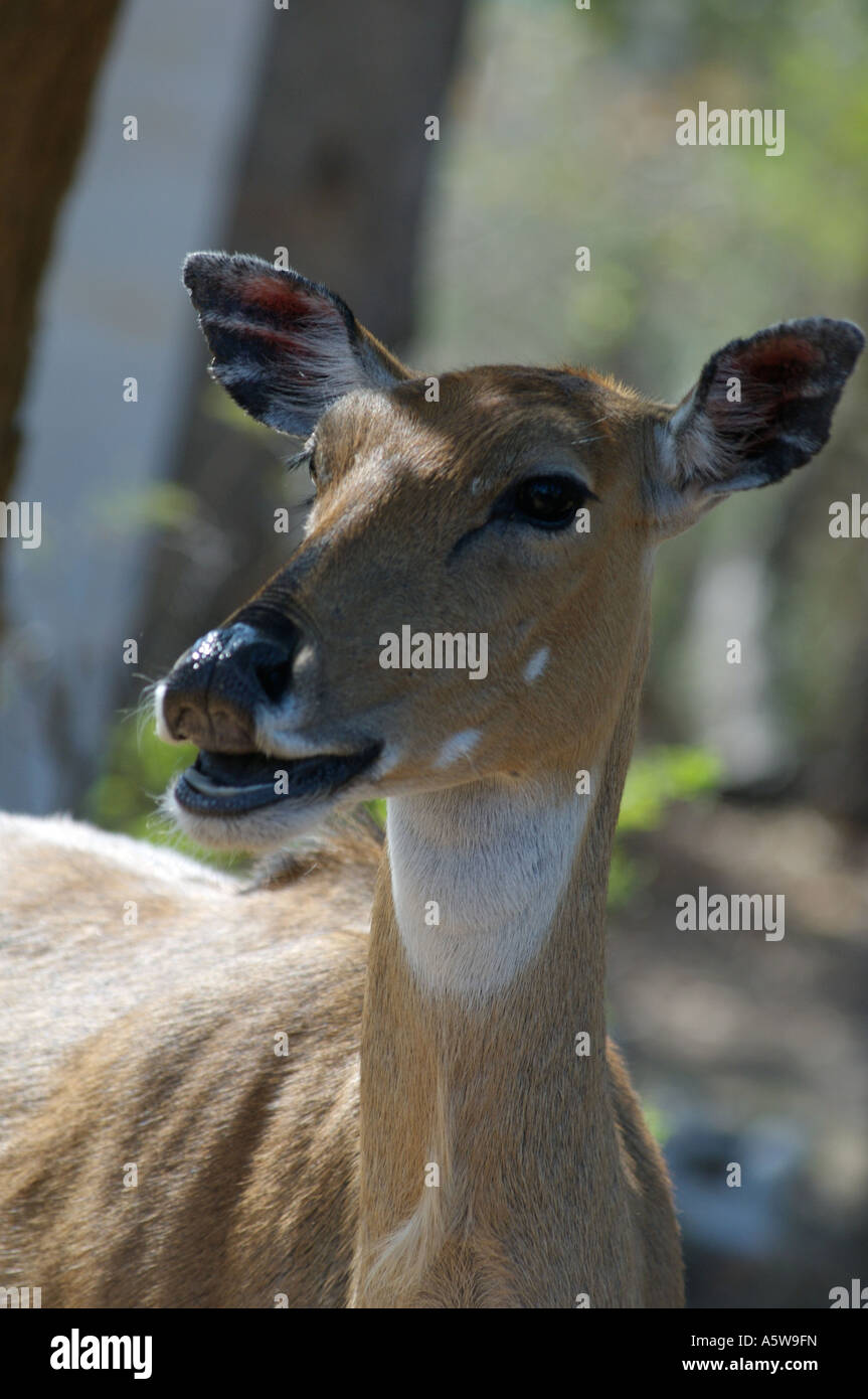 Nilgai madhya pradesh hi-res stock photography and images - Alamy