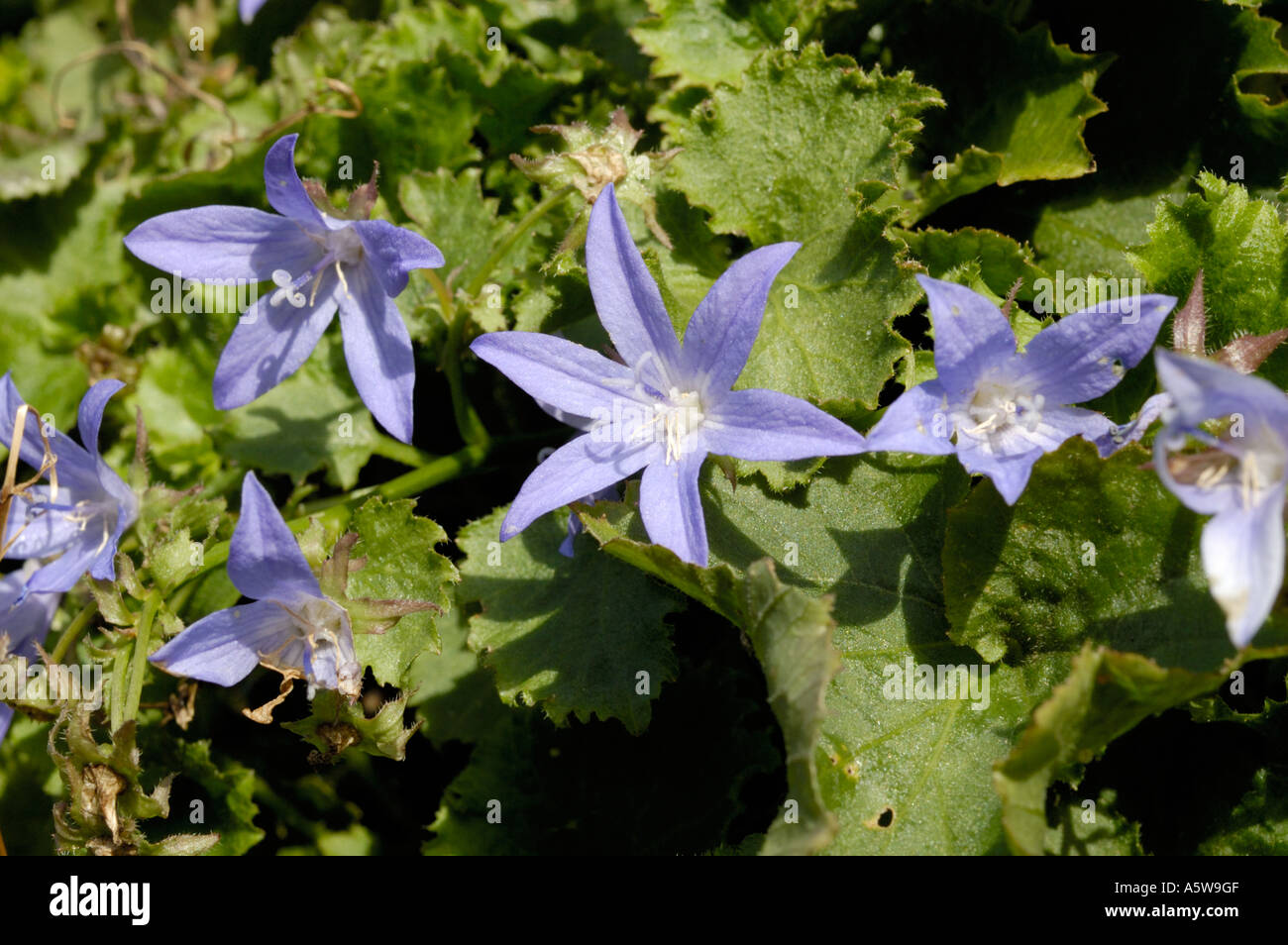 Trailing bellflower campanula poscharskyana hi-res stock photography ...