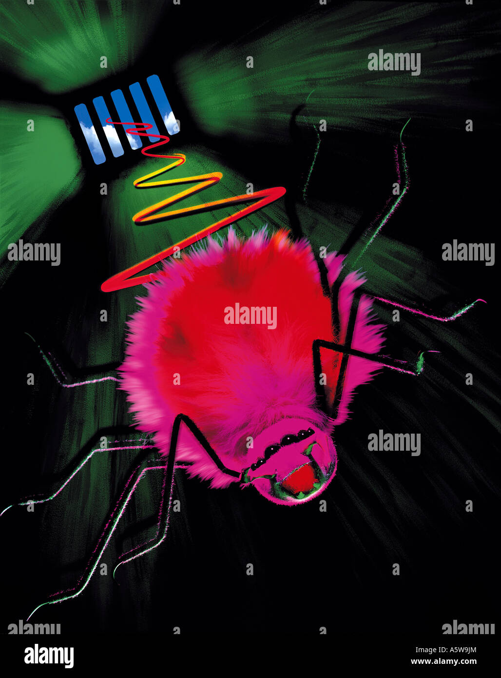 A Spider bungee jumping down a drain. Picture by Patrick Steel ...