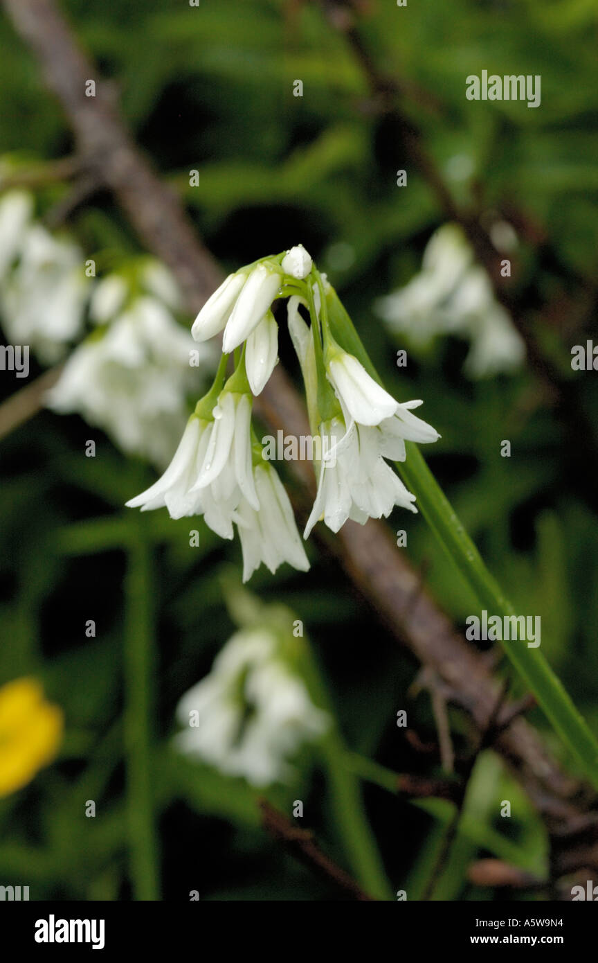 Three-cornered Garlic, Allium triquetrum Stock Photo - Alamy