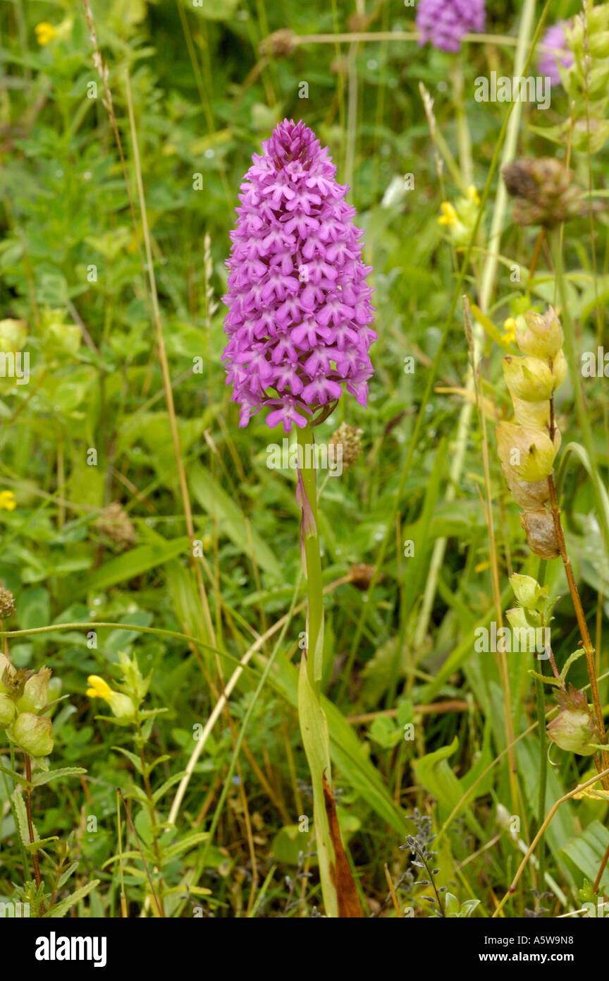 Pyramidal Orchid at Braunton Burrows, anacamptis pyramidalis Stock ...