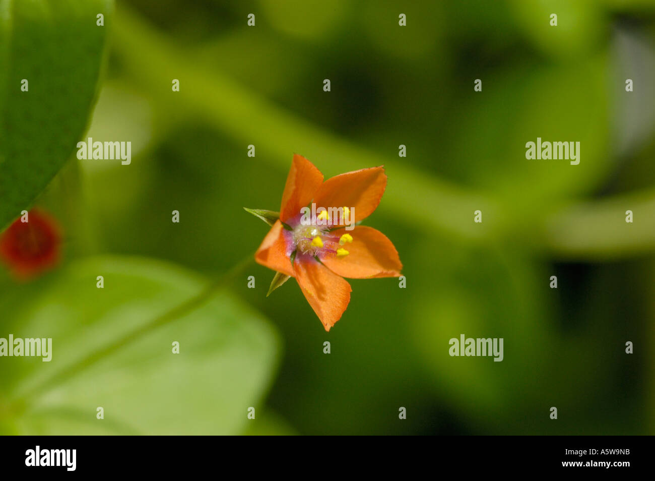 Scarlet Pimpernel, anagallis arvensis Stock Photo - Alamy