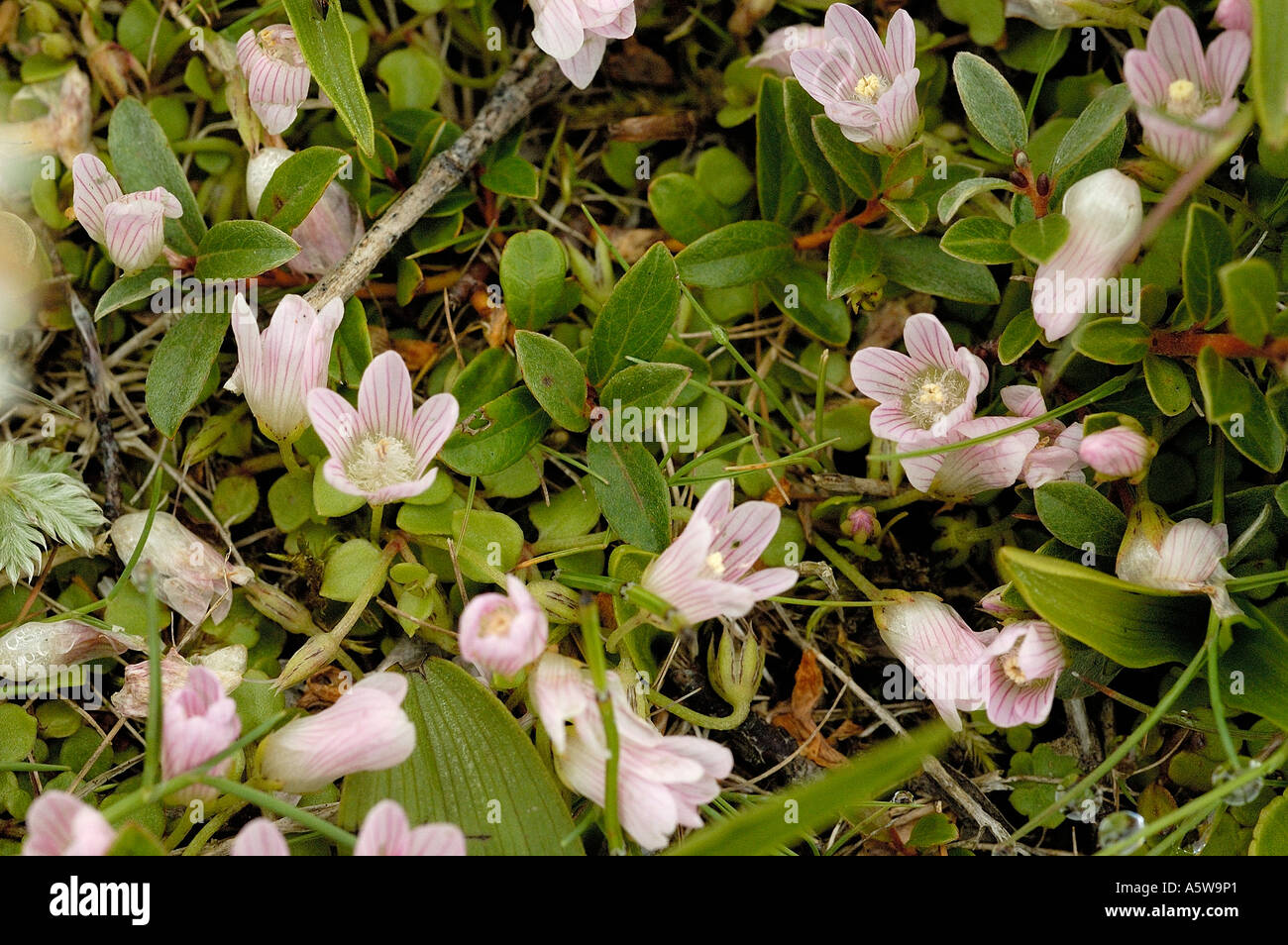 Bog pimpernel anagallis tenella hi-res stock photography and images - Alamy