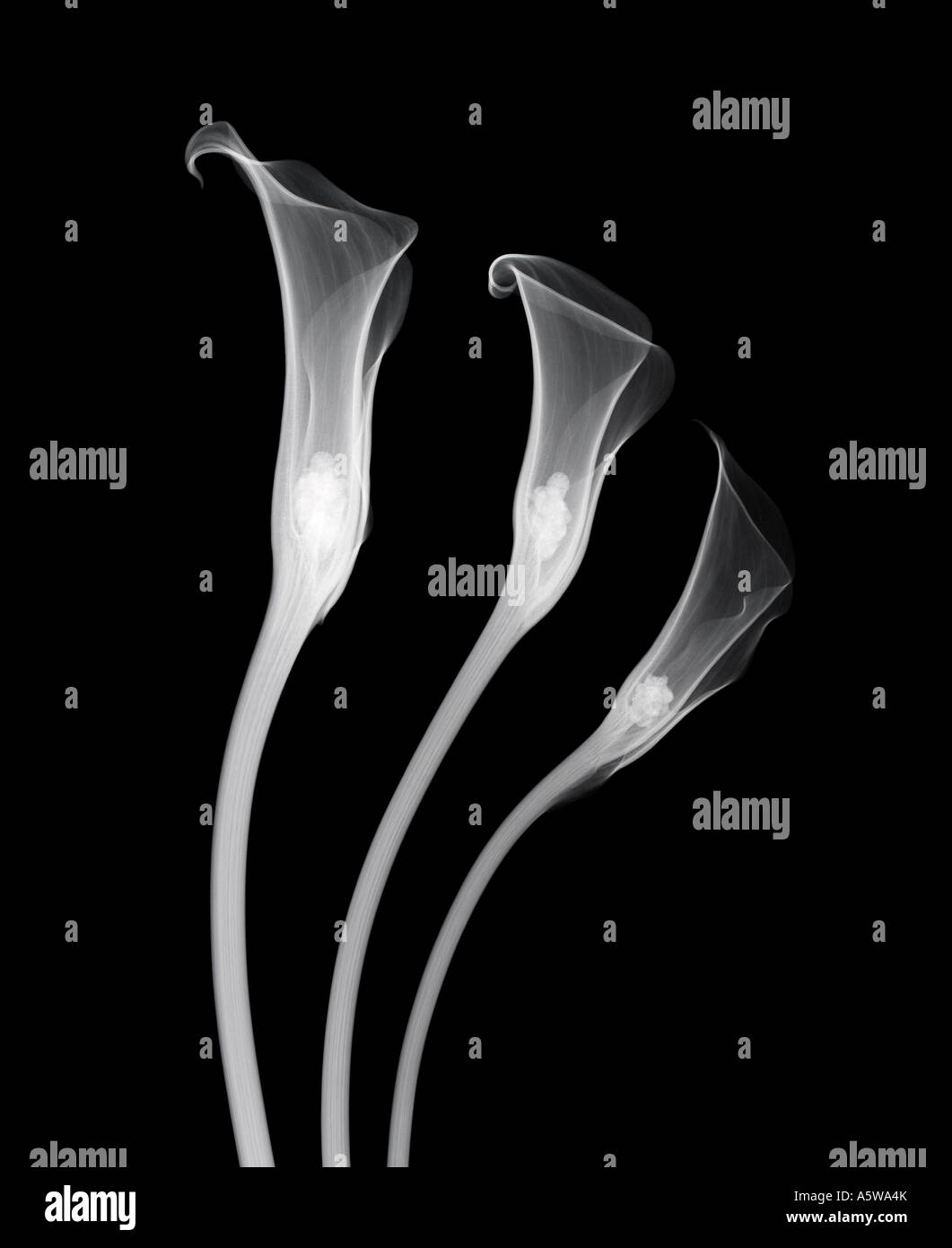 Calla lily x ray hi-res stock photography and images - Alamy