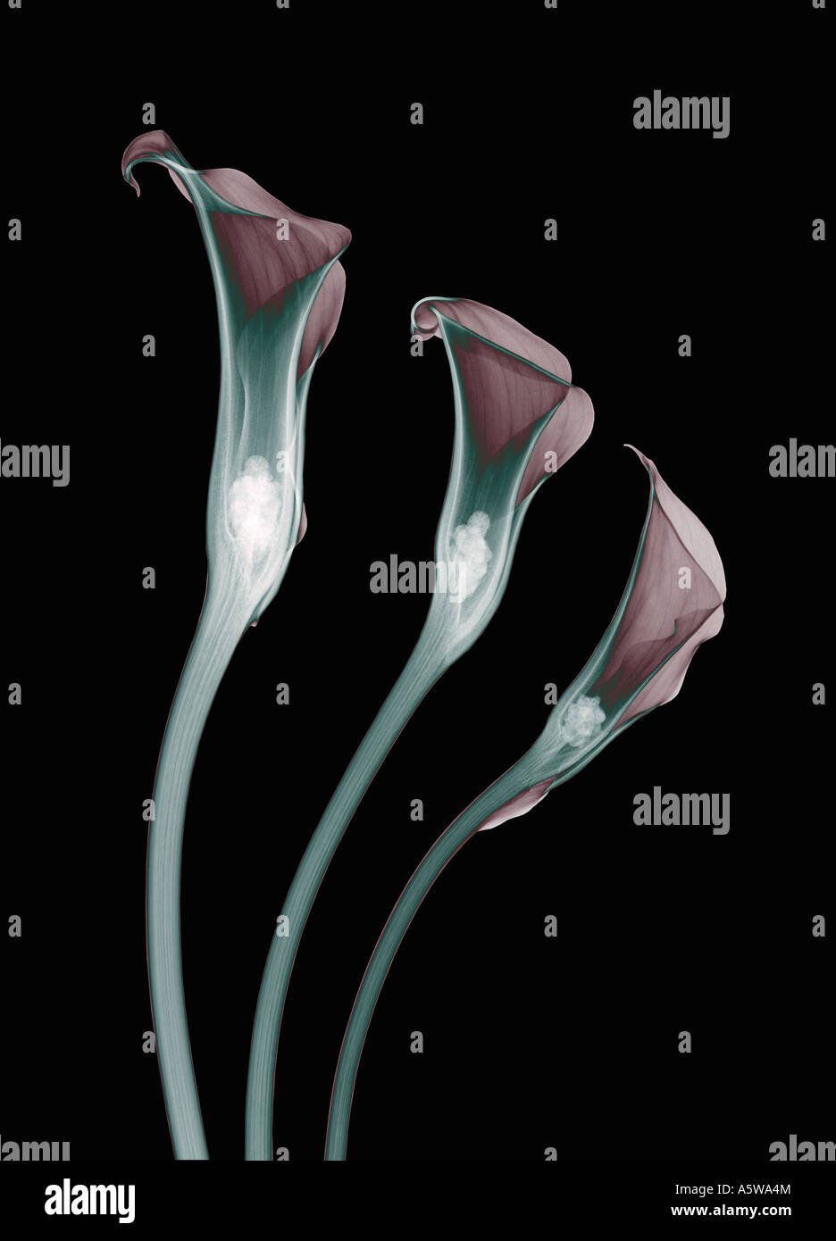 Calla lily x ray hi-res stock photography and images - Alamy