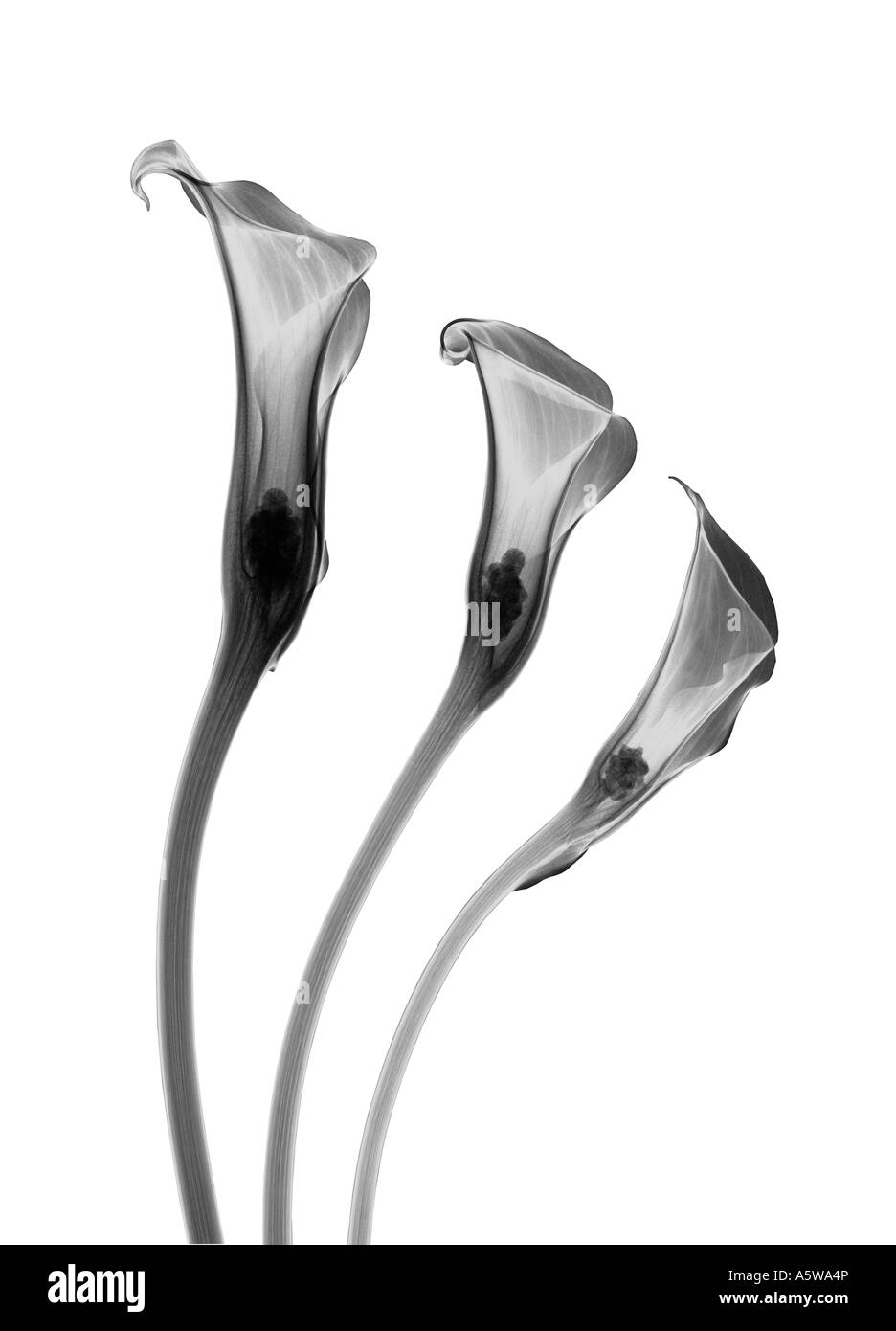 Calla lily x ray hi-res stock photography and images - Alamy