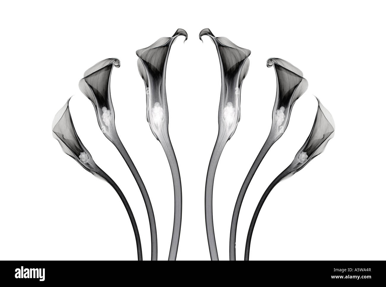 Calla lily x ray hi-res stock photography and images - Alamy