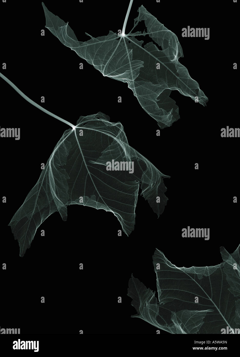 Leaf x ray detail hi-res stock photography and images - Alamy