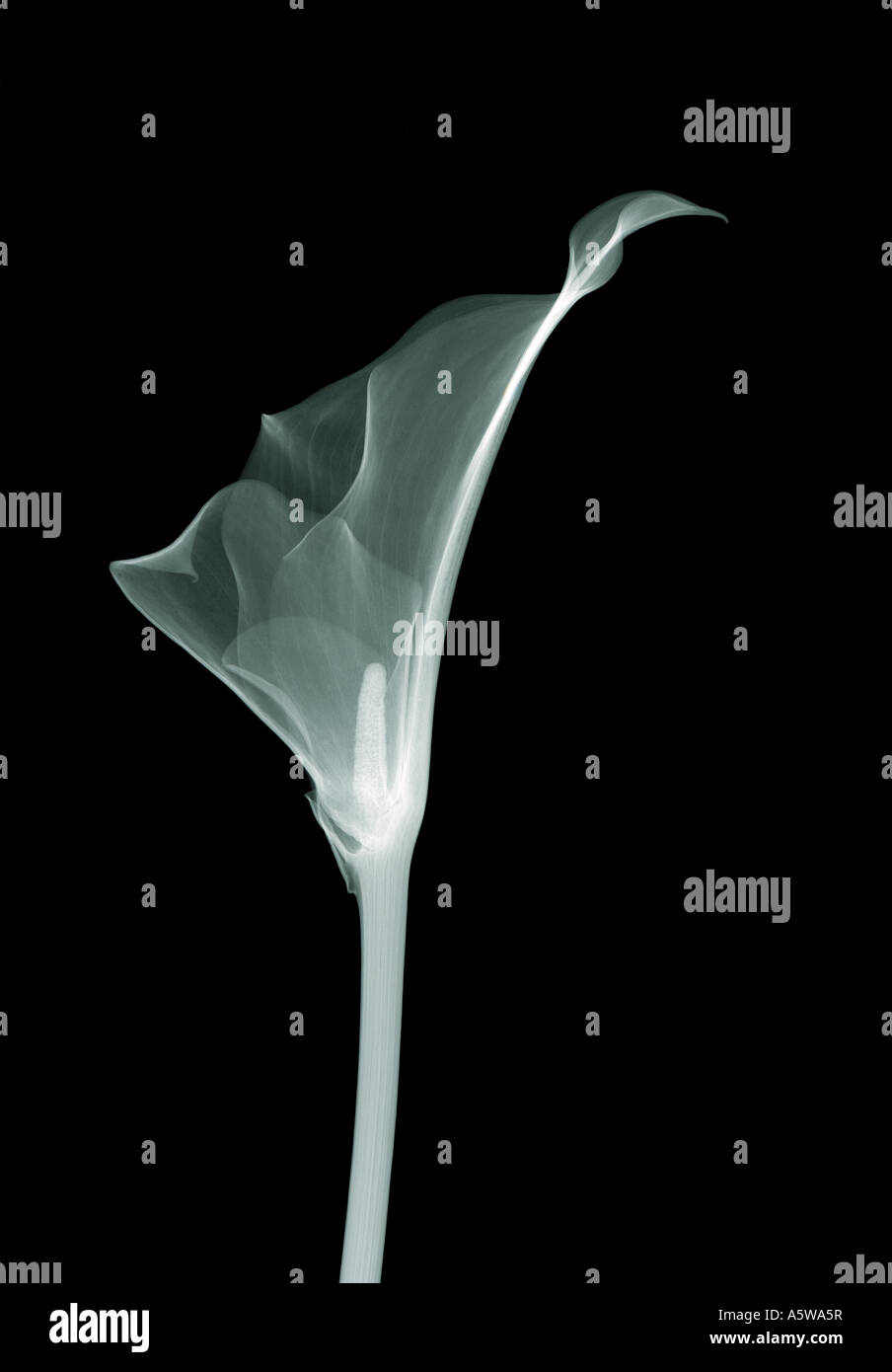 Calla lily x ray hi-res stock photography and images - Alamy