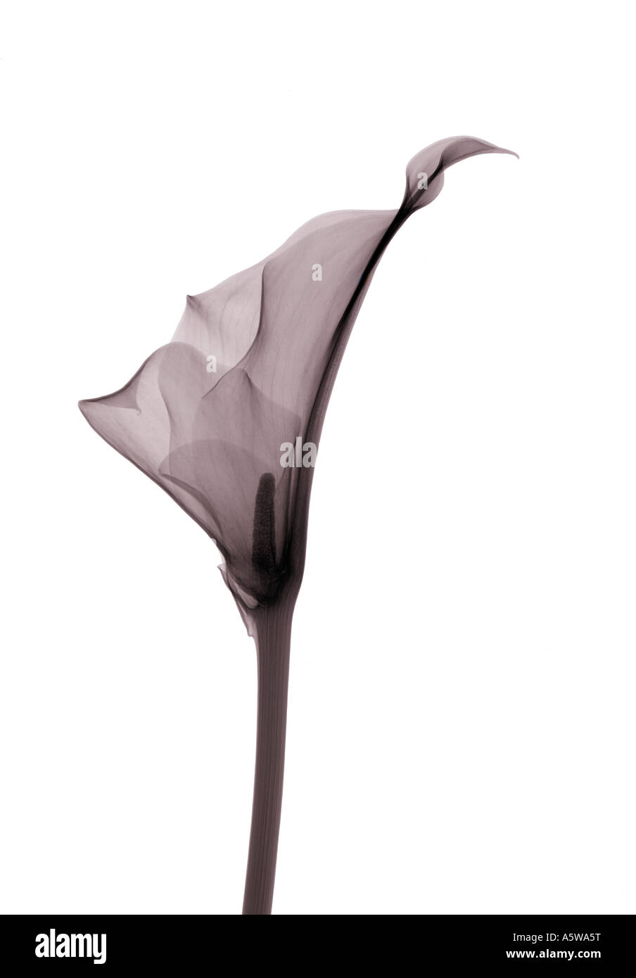 Calla lily x ray hi-res stock photography and images - Alamy