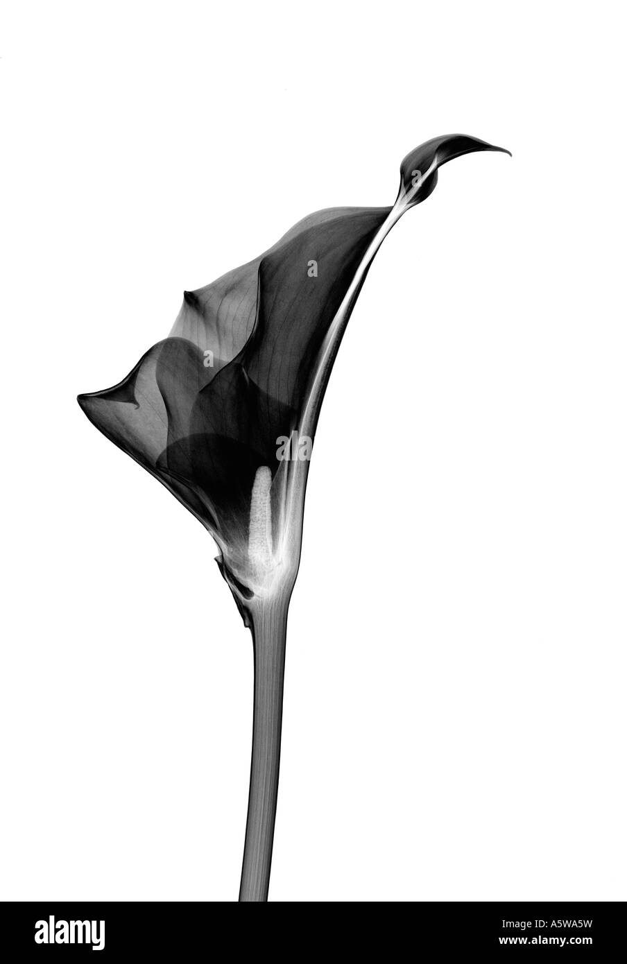 Calla lily x ray hi-res stock photography and images - Alamy