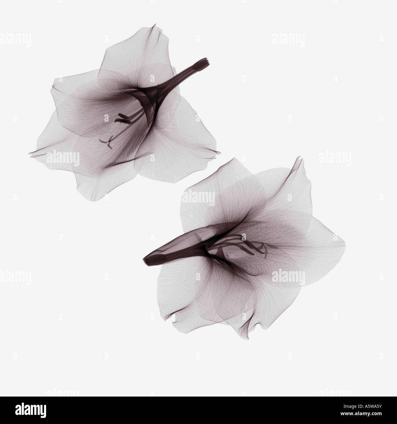Radiograph flowers hi-res stock photography and images - Alamy