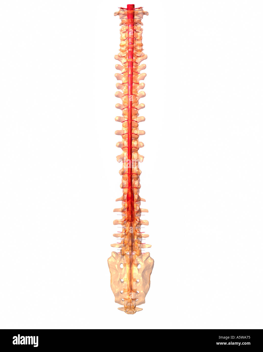 Spine spinal cord medical anatomy back red skeletal spines hi-res stock ...