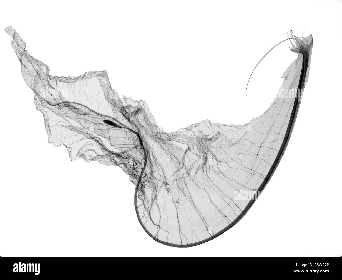 Leaf x ray hi-res stock photography and images - Alamy