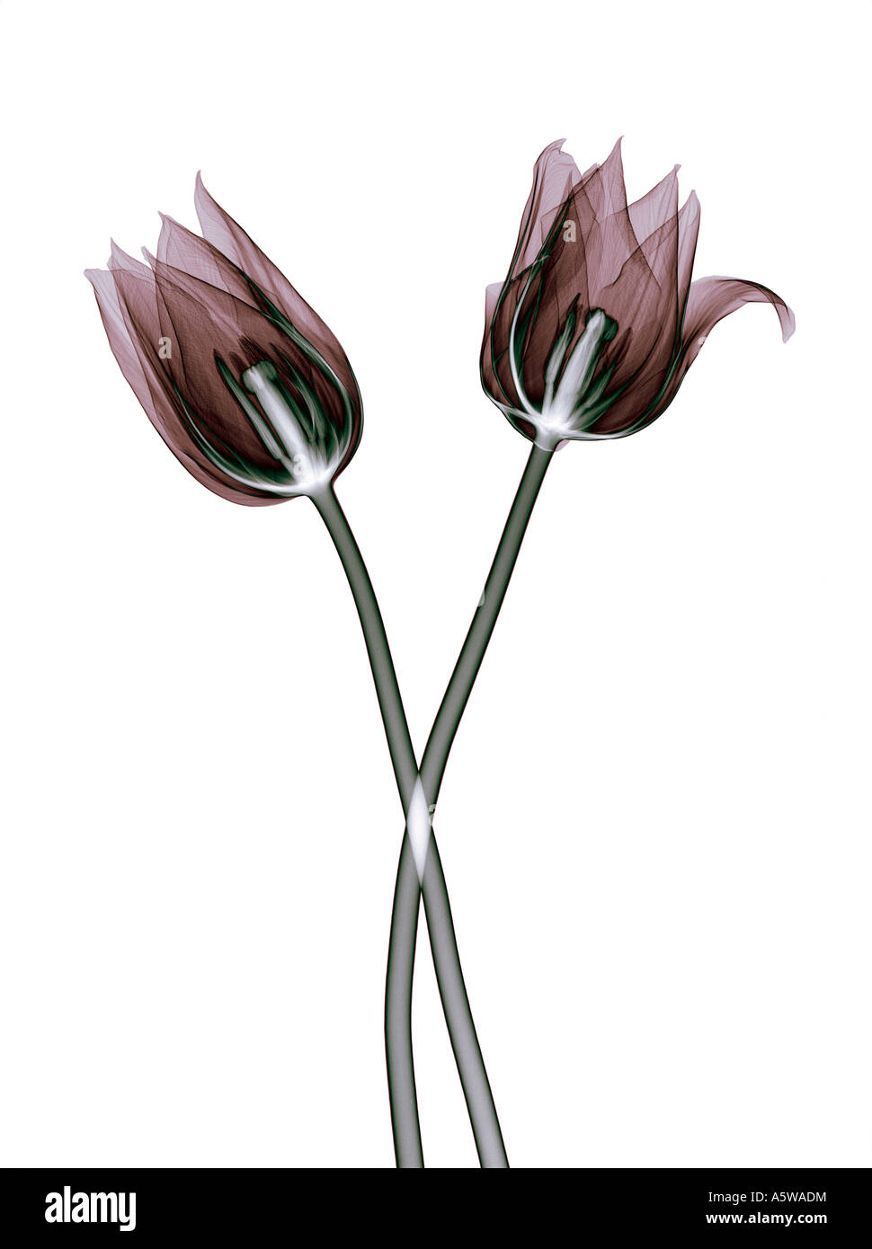 Radiograph flowers hi-res stock photography and images - Alamy