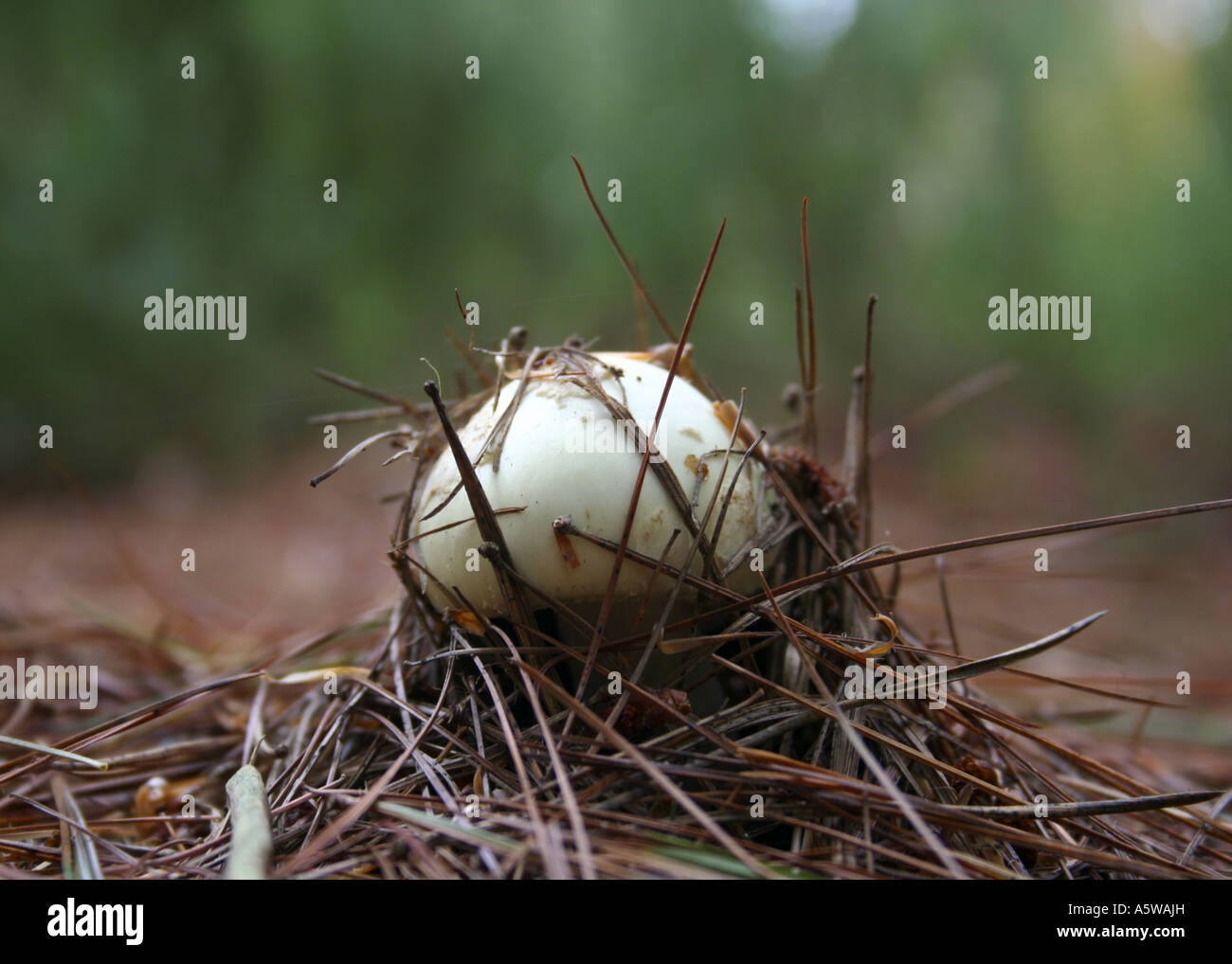 Singular mushroom hi-res stock photography and images - Alamy