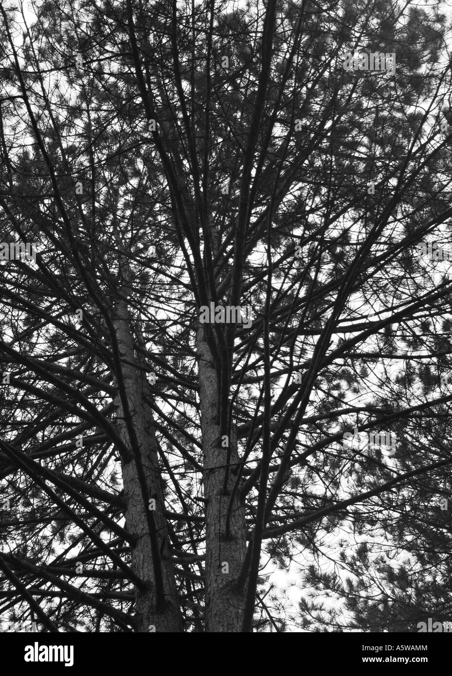B W Trees 3 Stock Photo - Alamy